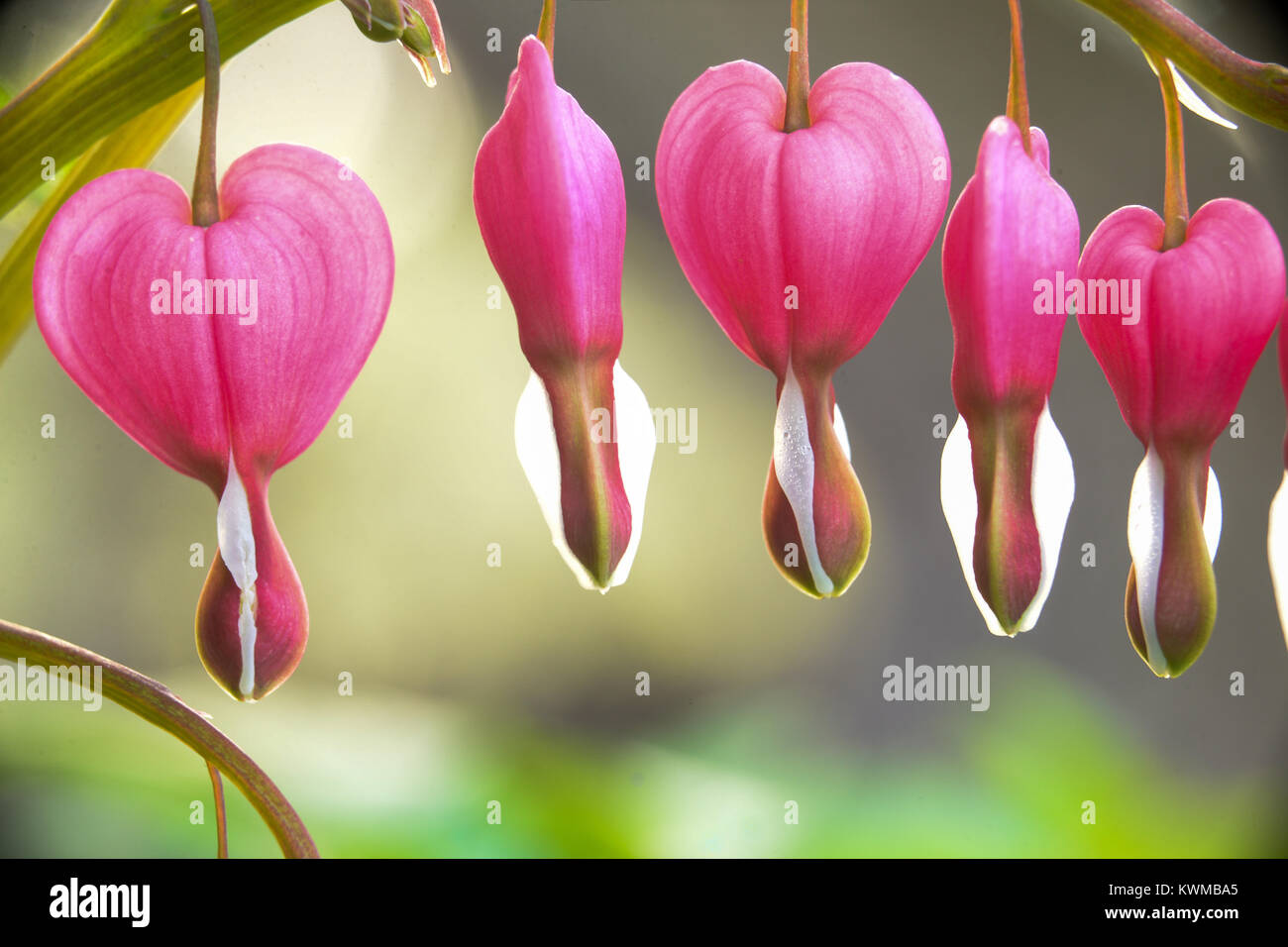 Heart bleeding hi-res stock photography and images - Alamy