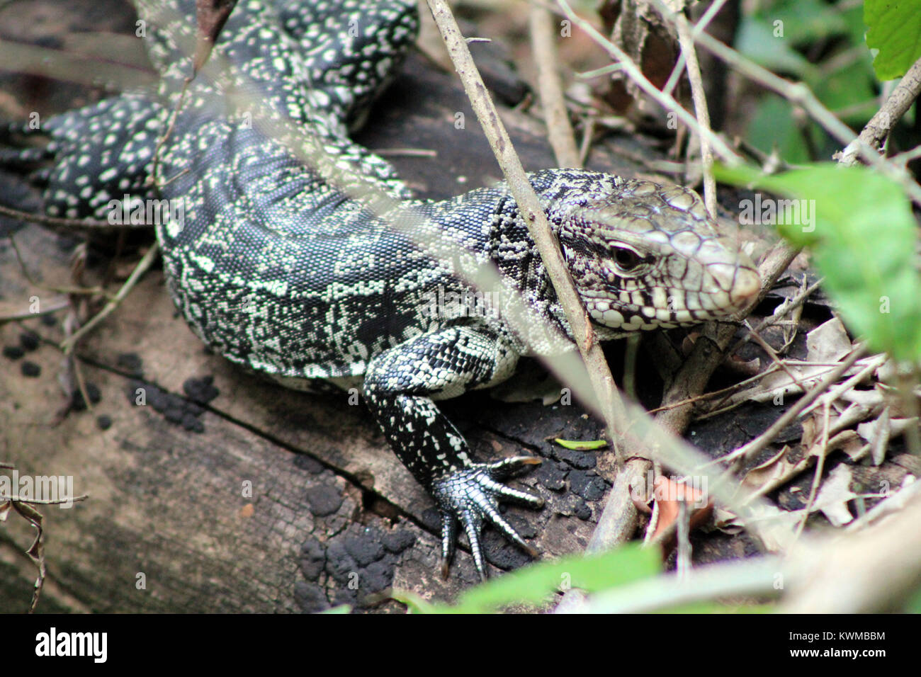 lizard green brazil bonito Stock Photo - Alamy