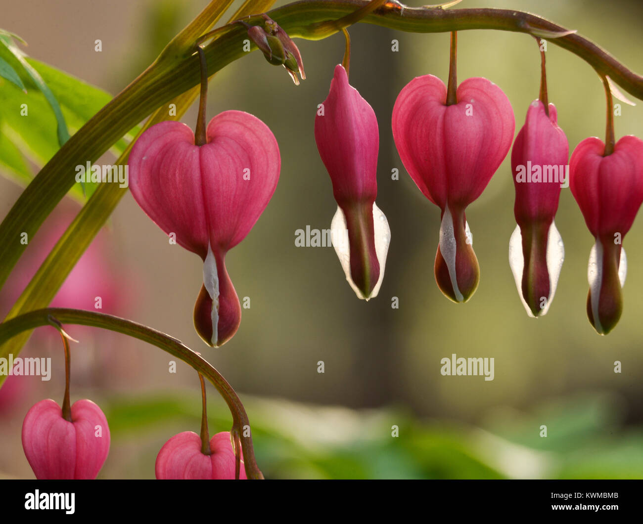 horizontal macro, stem of bleeding hearts; pink, white and juicy ...