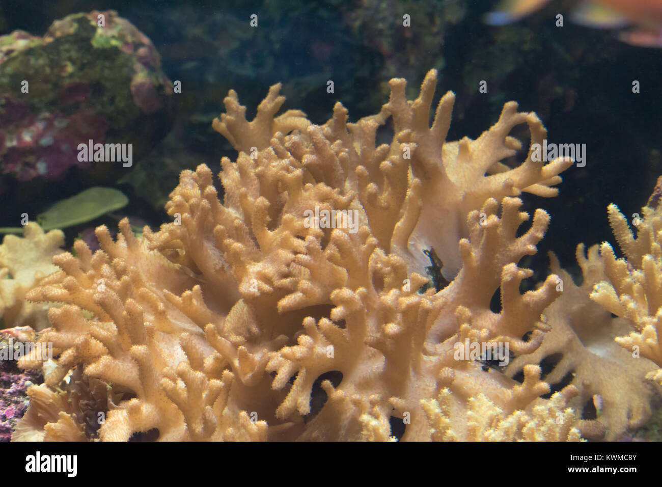 Close up of coral reef with dark background Stock Photo - Alamy