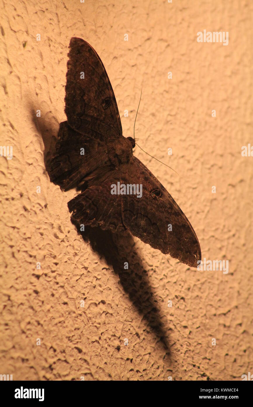 Fairy moth hi-res stock photography and images - Alamy