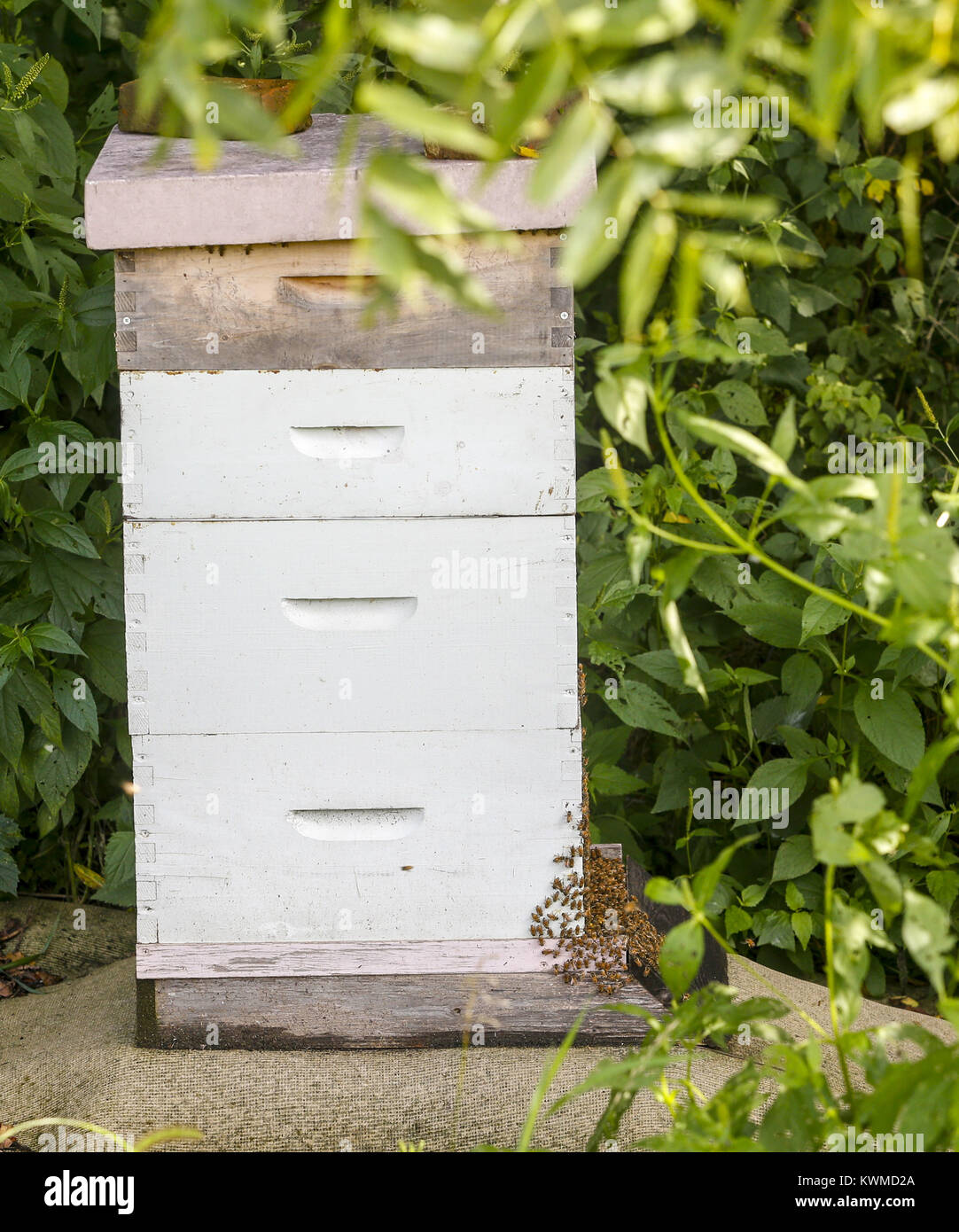 Davenport, Iowa, USA. 18th Aug, 2016. One of the Nordicks' many ...