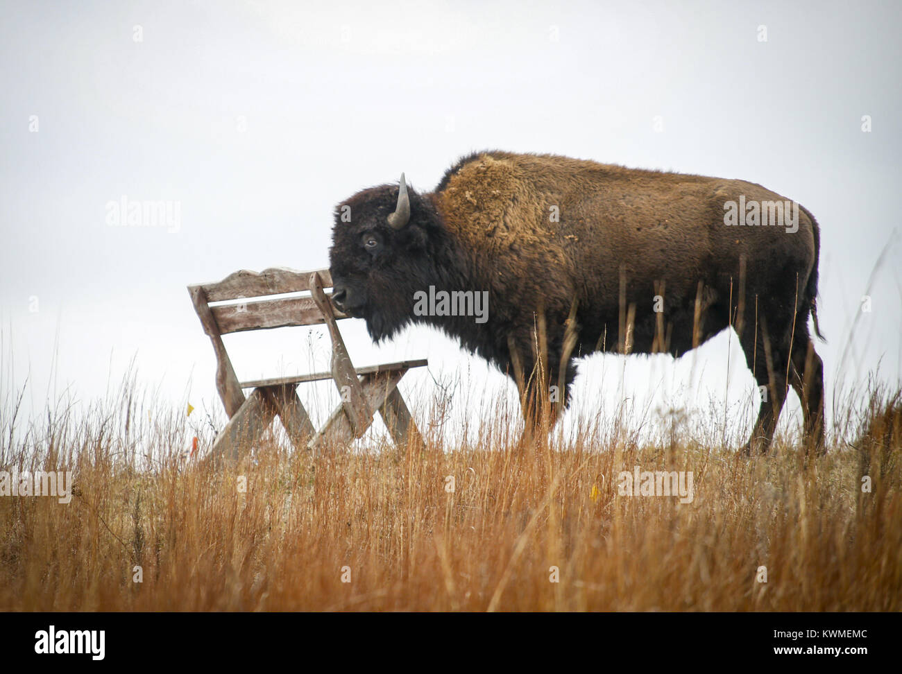 Franklin Grove, Iowa, USA. 1st Dec, 2016. A male bison uses a park ...