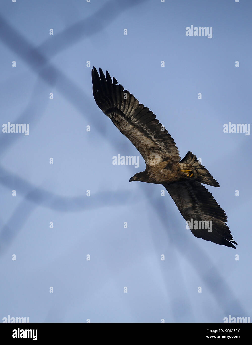 December 20, 2016 - Milan, Iowa, U.S. - A golden eagle is seen flying ...