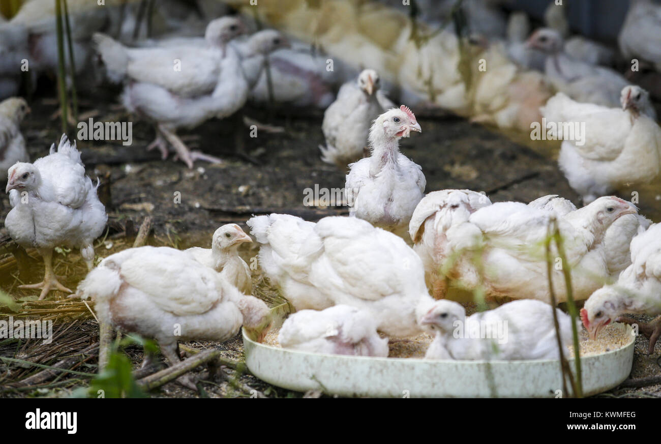 Five weeks old chickens hi-res stock photography and images - Alamy