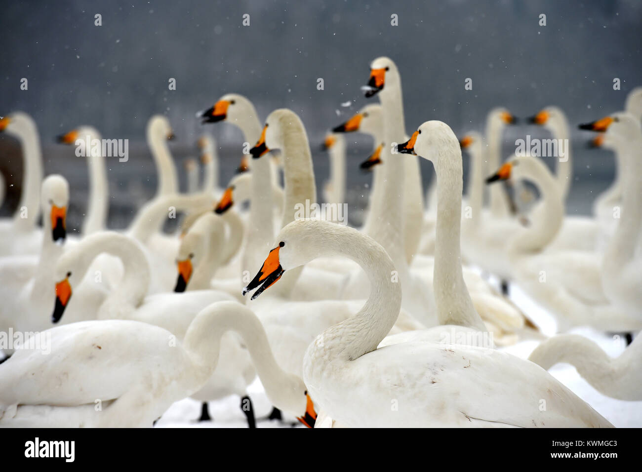Pinglu, China's Shanxi Province. 4th Jan, 2018. Swans are seen at the ...