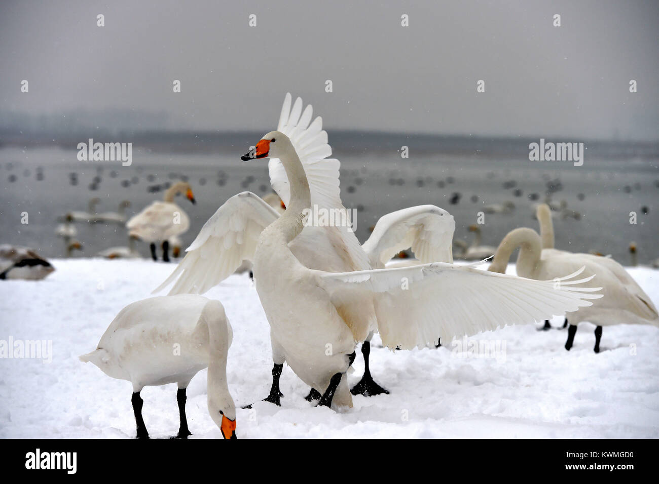 Pinglu, China's Shanxi Province. 4th Jan, 2018. Swans are seen at the ...