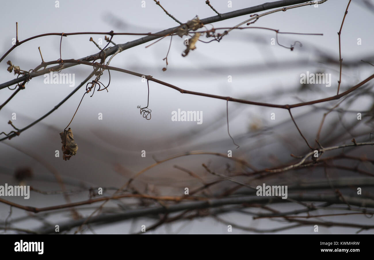 Davenport, Iowa, USA. 28th Dec, 2016. Shriveled up leaves are seen on ...