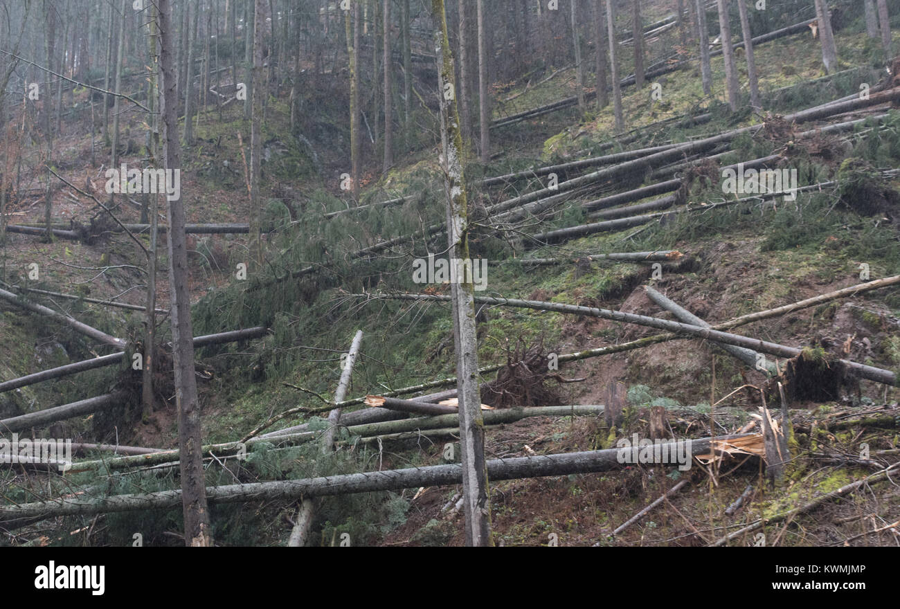 Breitnau, Germany. 4th Jan, 2018. Toppled trees cover the ground of a ...