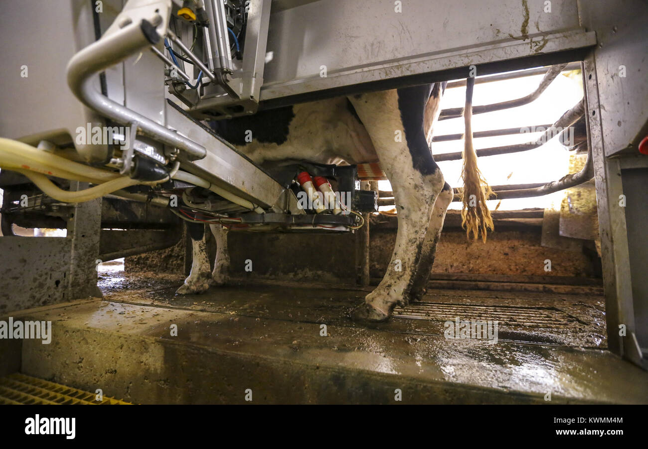 Long Grove, Iowa, USA. 9th Oct, 2017. A cow is seen loaded in the ...
