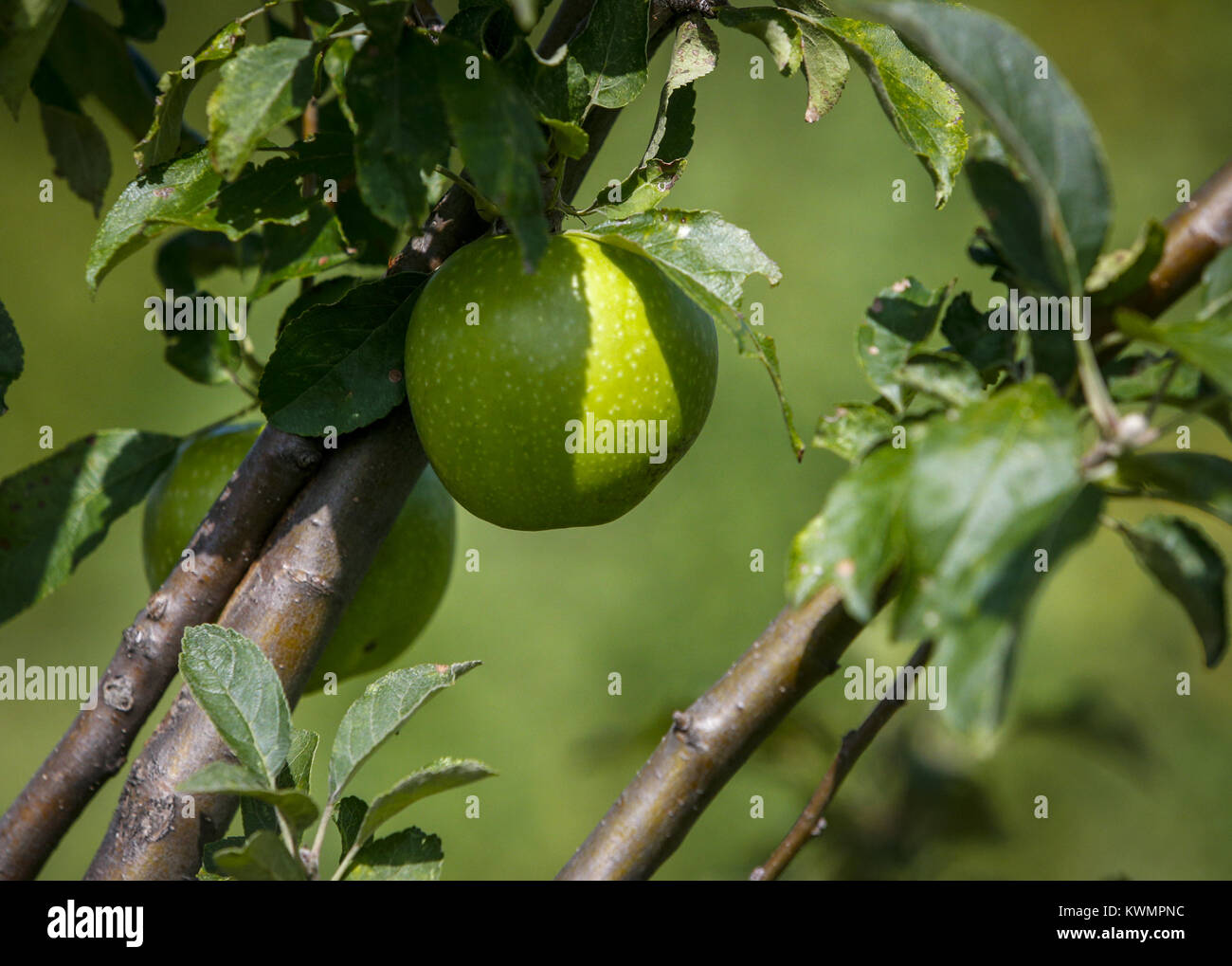 Gary apple hi-res stock photography and images - Alamy
