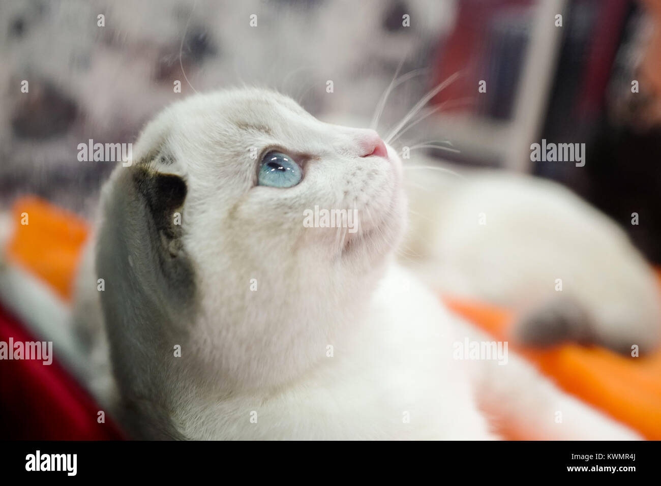Moscow, Russia. 4th Jan, 2018. A cat is seen at a booth during the ...