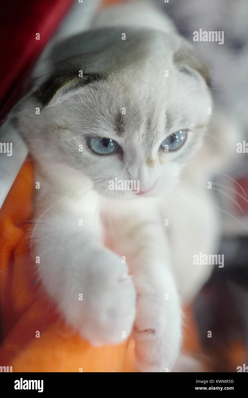 Moscow, Russia. 4th Jan, 2018. A cat is seen at a booth during the ...