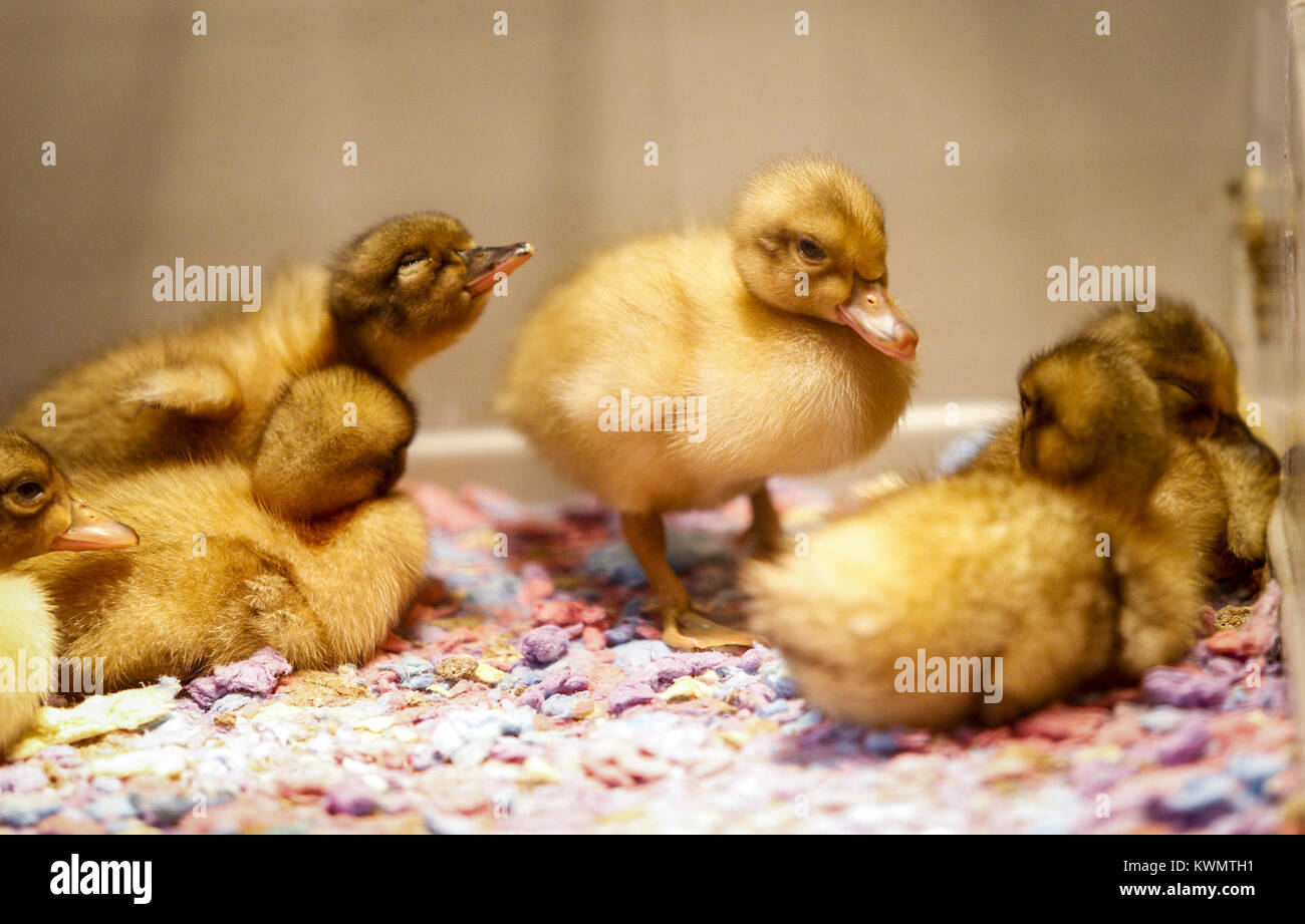 Day old ducklings hi-res stock photography and images - Alamy