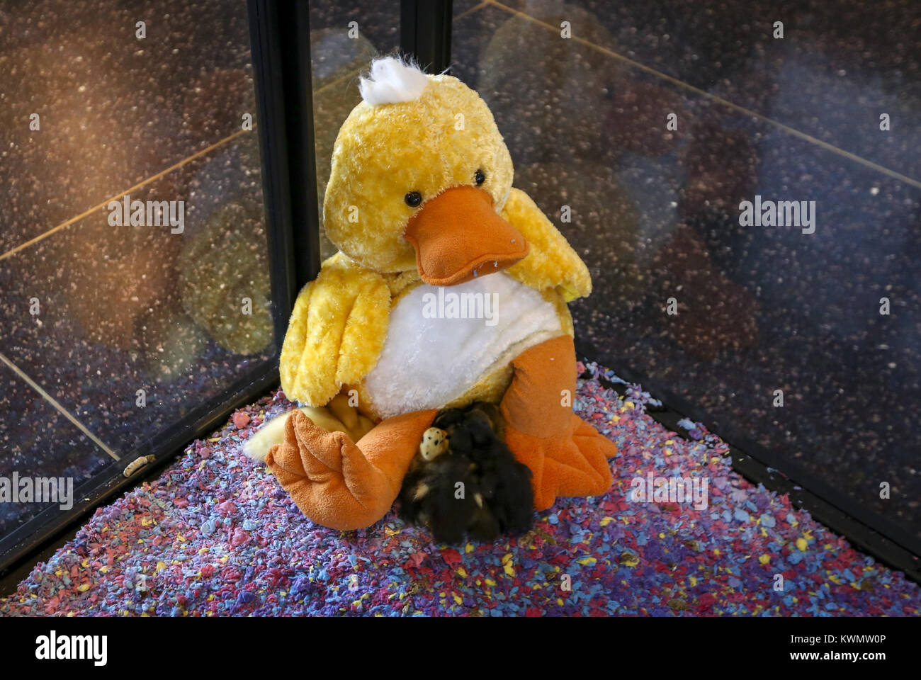 Day old ducklings hi-res stock photography and images - Alamy