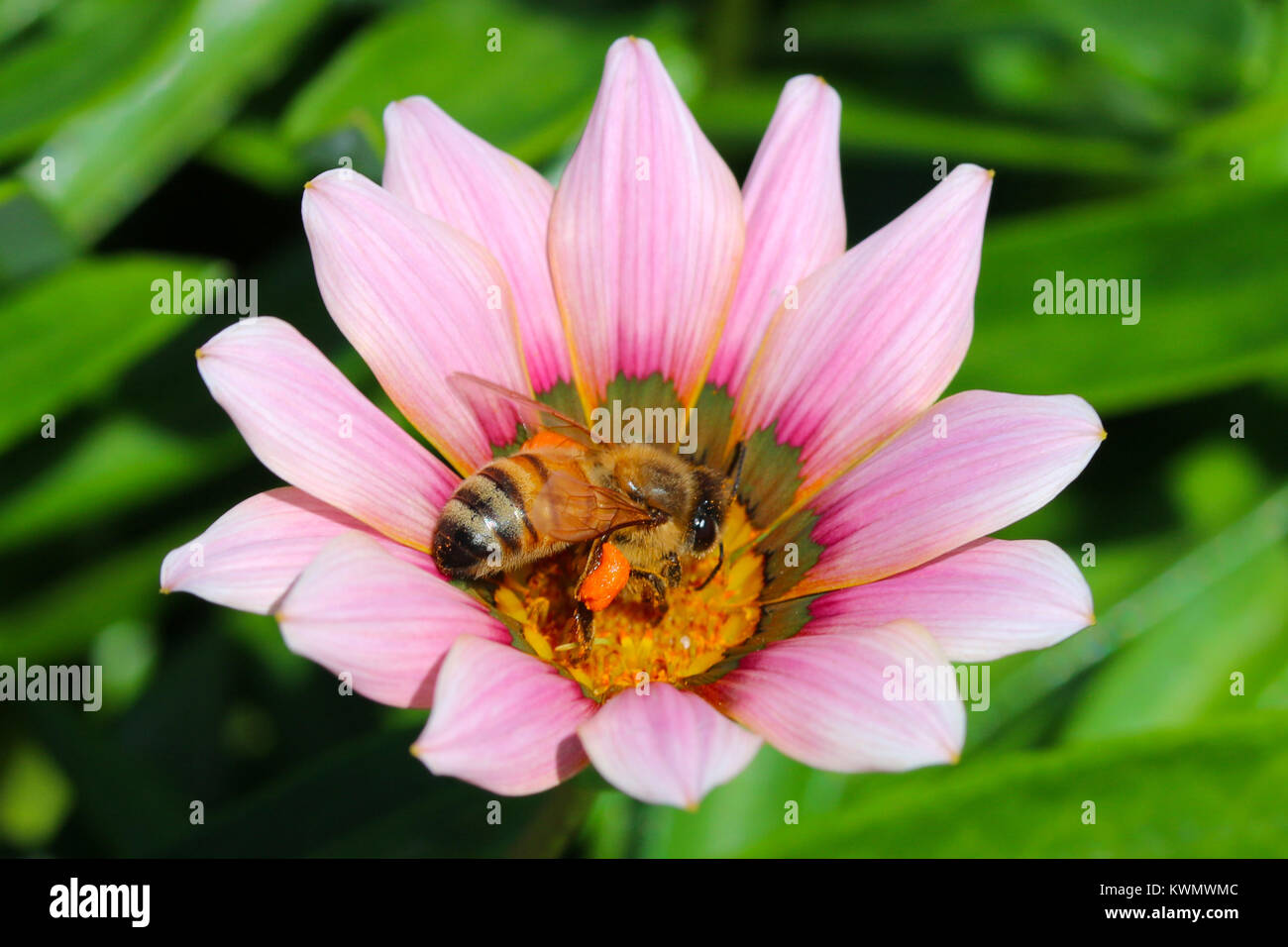 Working bee hi-res stock photography and images - Alamy