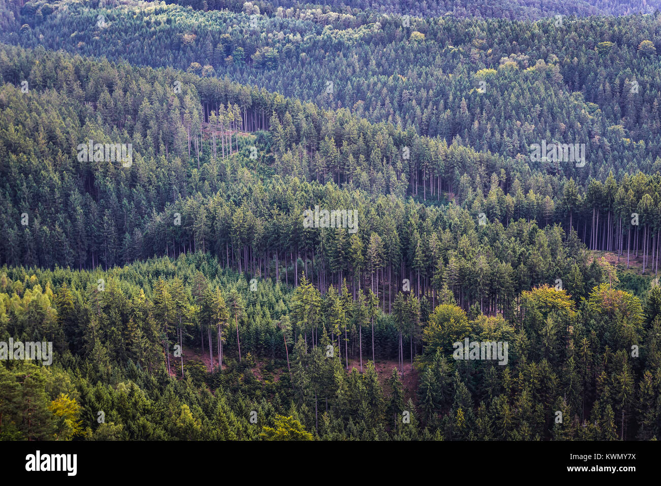 Forests of Bohemian Switzerland also called Czech Switzerland in Elbe ...