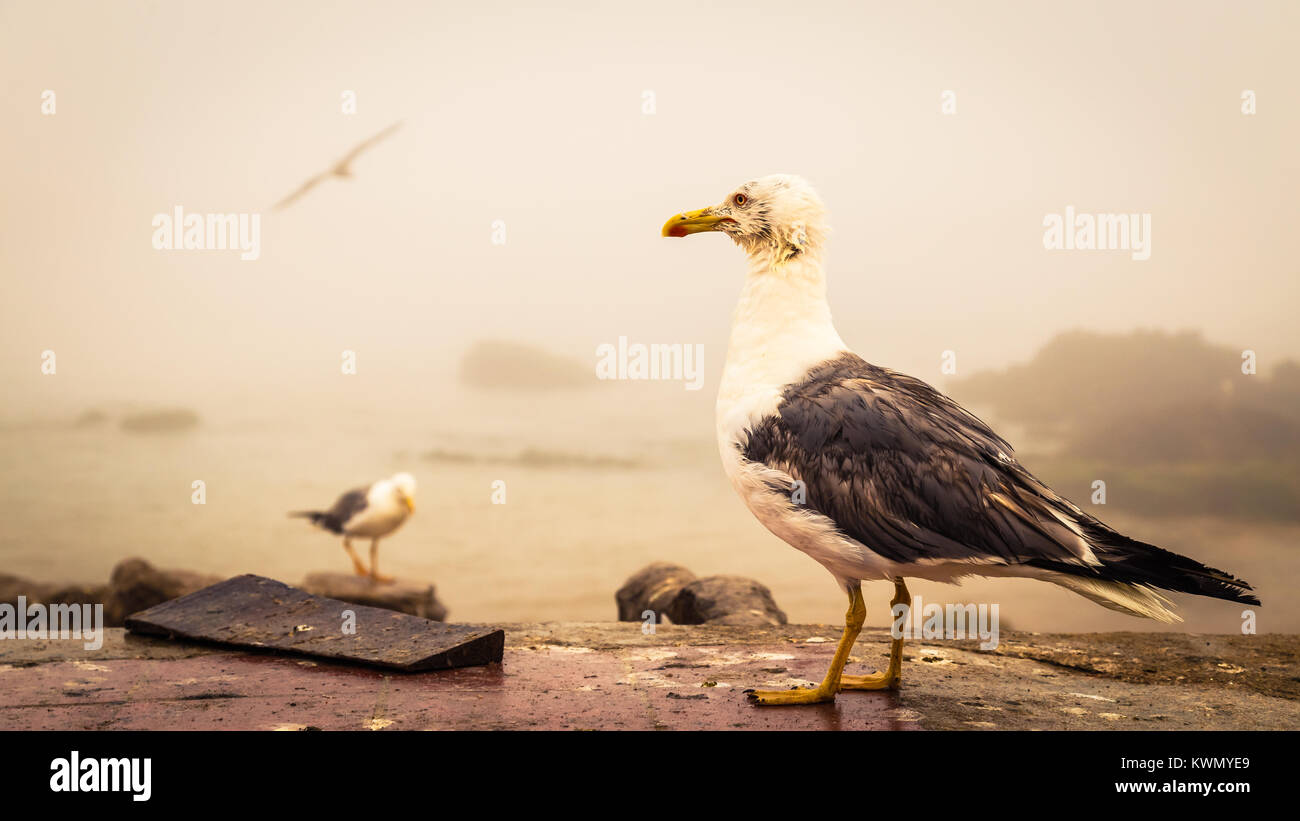 Profile visibility hi-res stock photography and images - Alamy