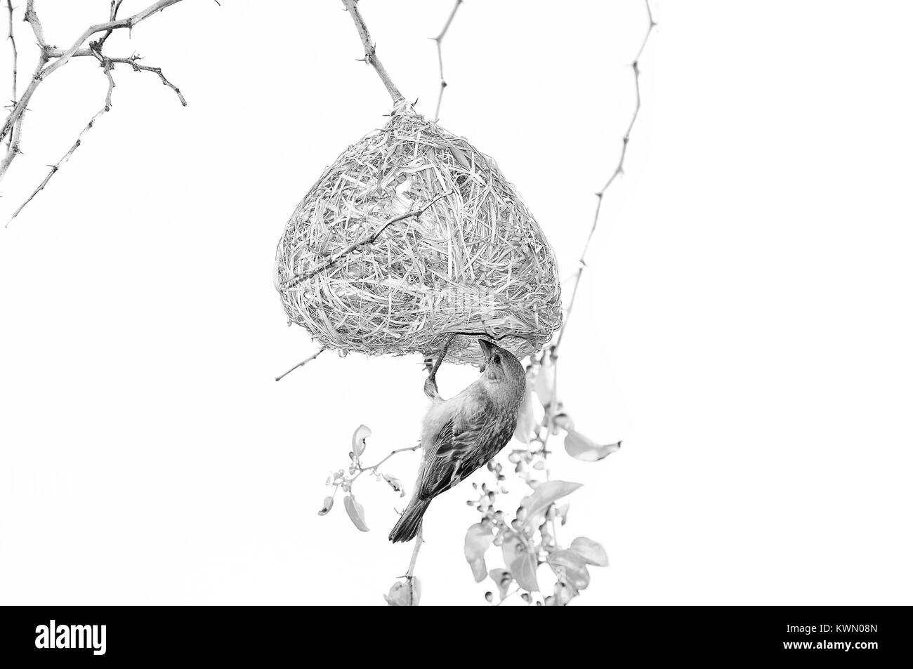 Weaver bird nest Black and White Stock Photos & Images - Alamy Weaver bird nest Black and White Stock Photos & Images - Alamy