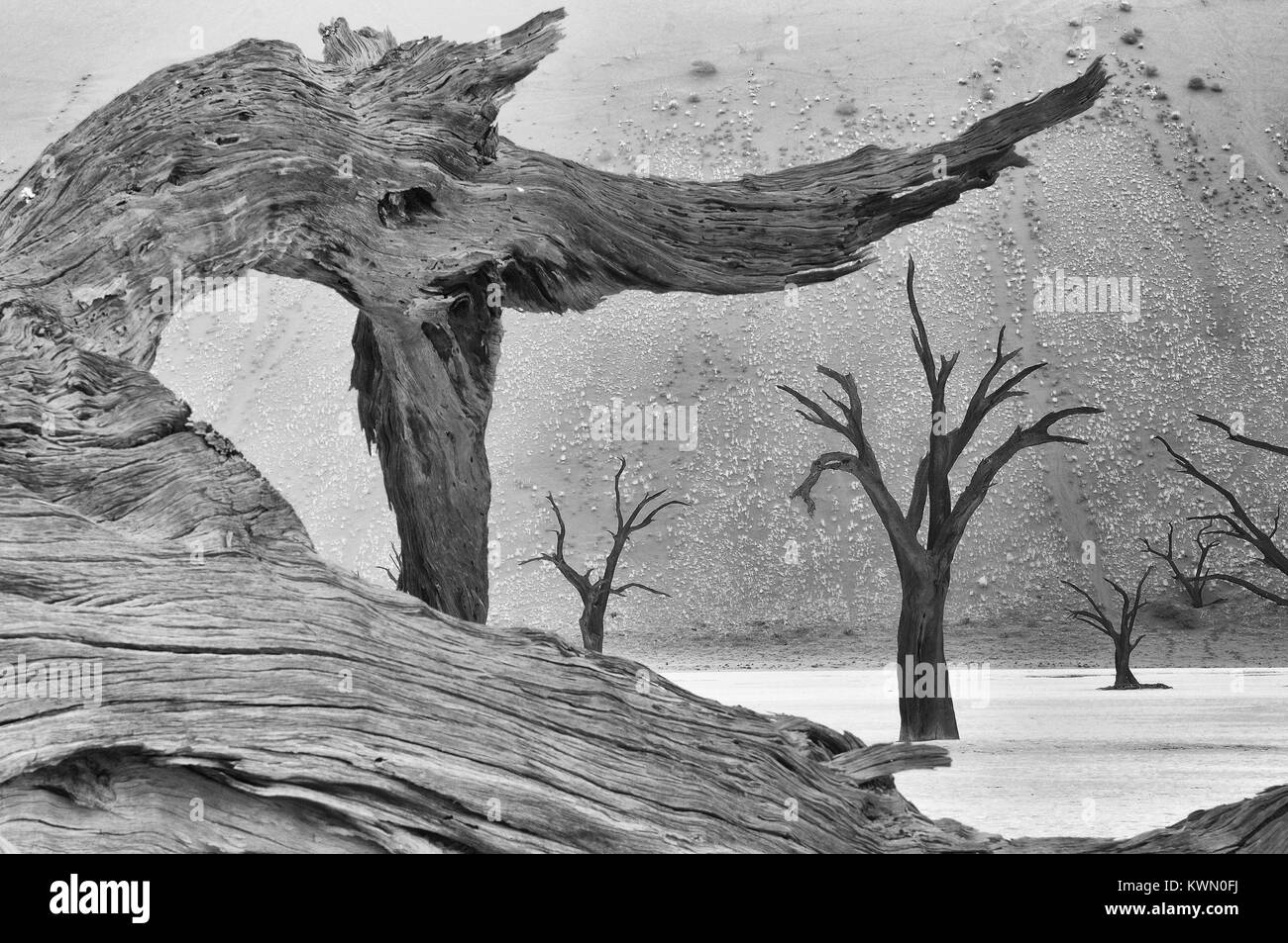 Skeleton tree deadvlei namibia Black and White Stock Photos & Images ...
