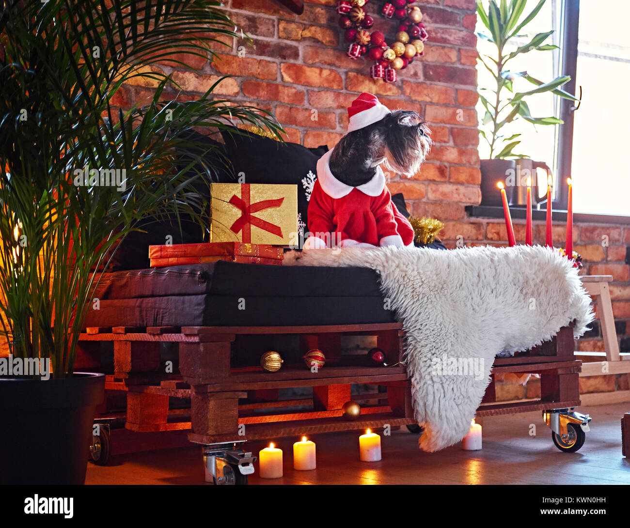 Schnauzer dog dressed in Christmas clothes in a loft interior ro Stock ...