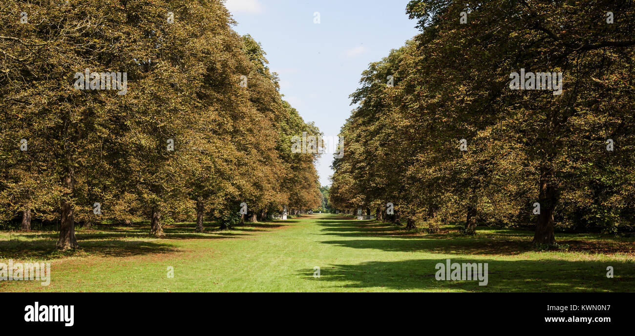 landscape photo of an avenue of trees Stock Photo - Alamy