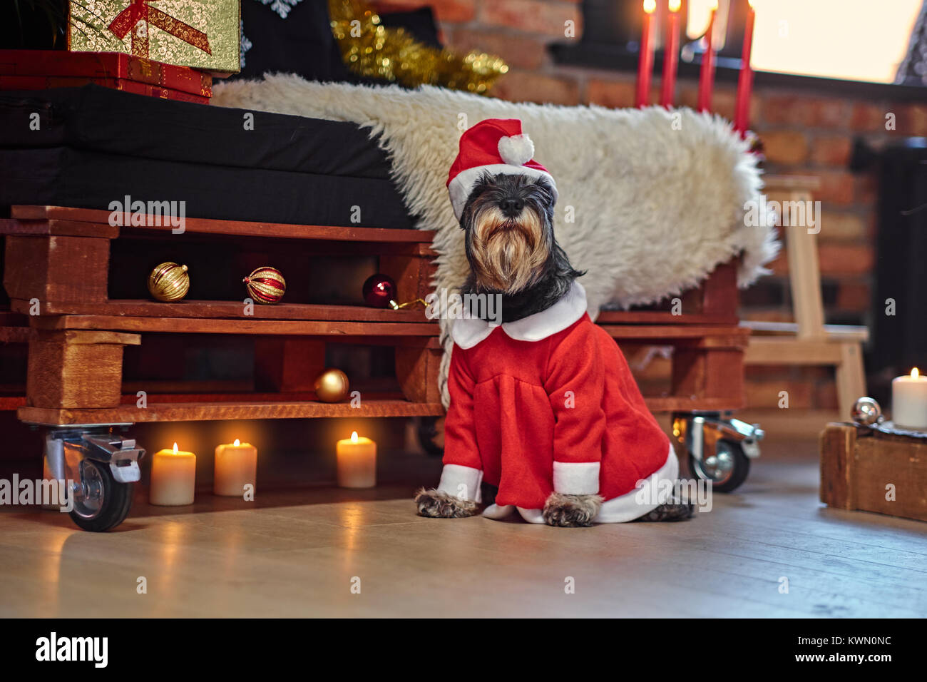 Schnauzer dog dressed in Christmas clothes in a loft interior ro Stock ...