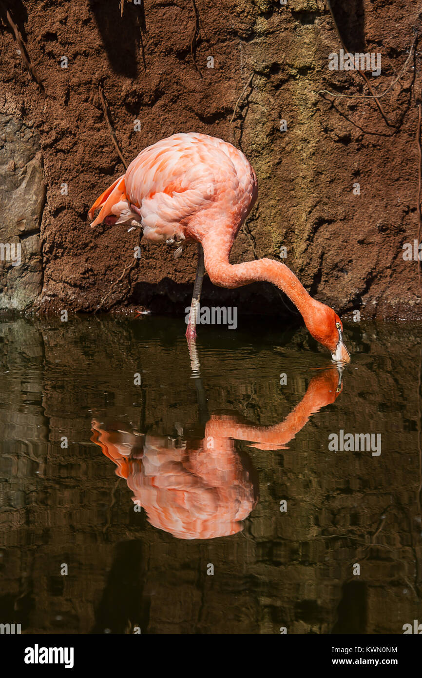 photo of a Cuban Flamingo filter feeding Stock Photo - Alamy