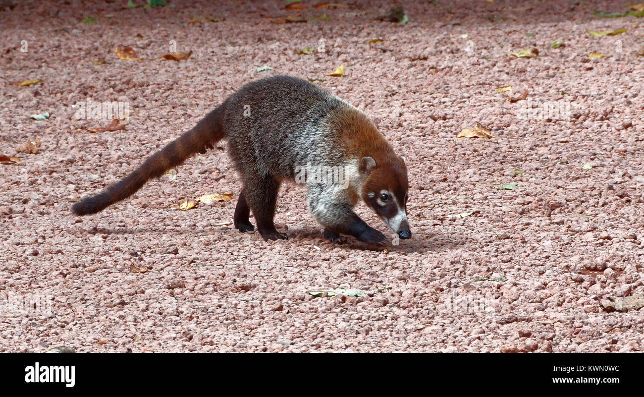 Costa Rican Coati Stock Photo - Alamy