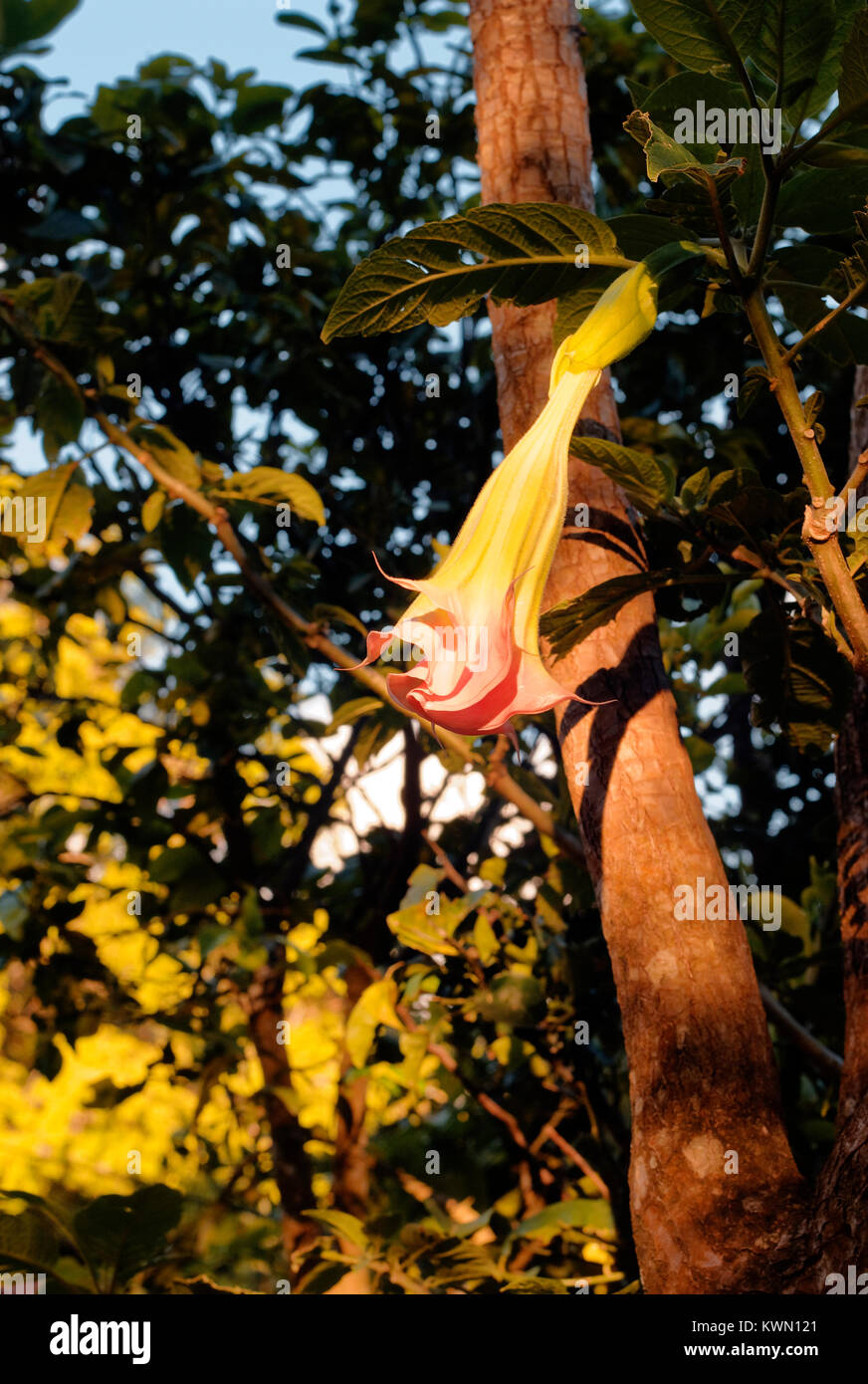 Orange/ yellow hanging flower, Angel's Trumpet, in Costa Rica Stock ...