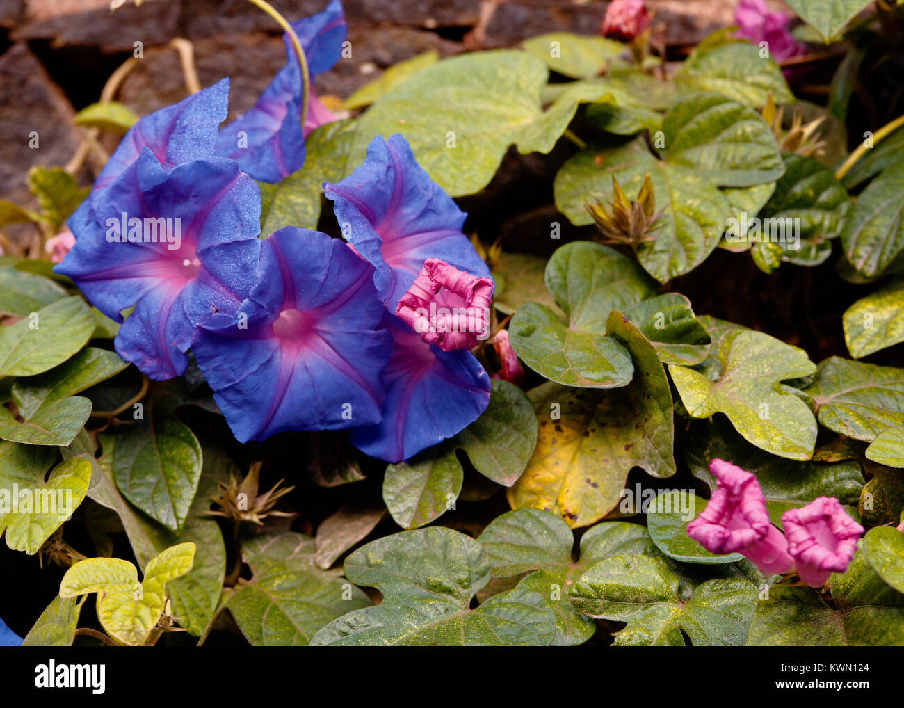 Pirple bloom hi-res stock photography and images - Alamy
