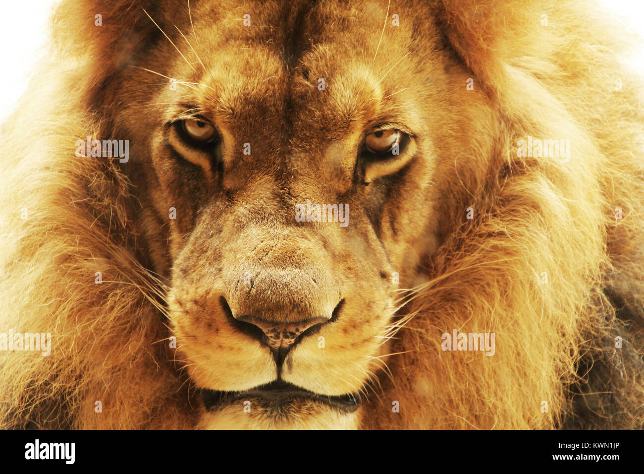 Lion portrait Stock Photo - Alamy