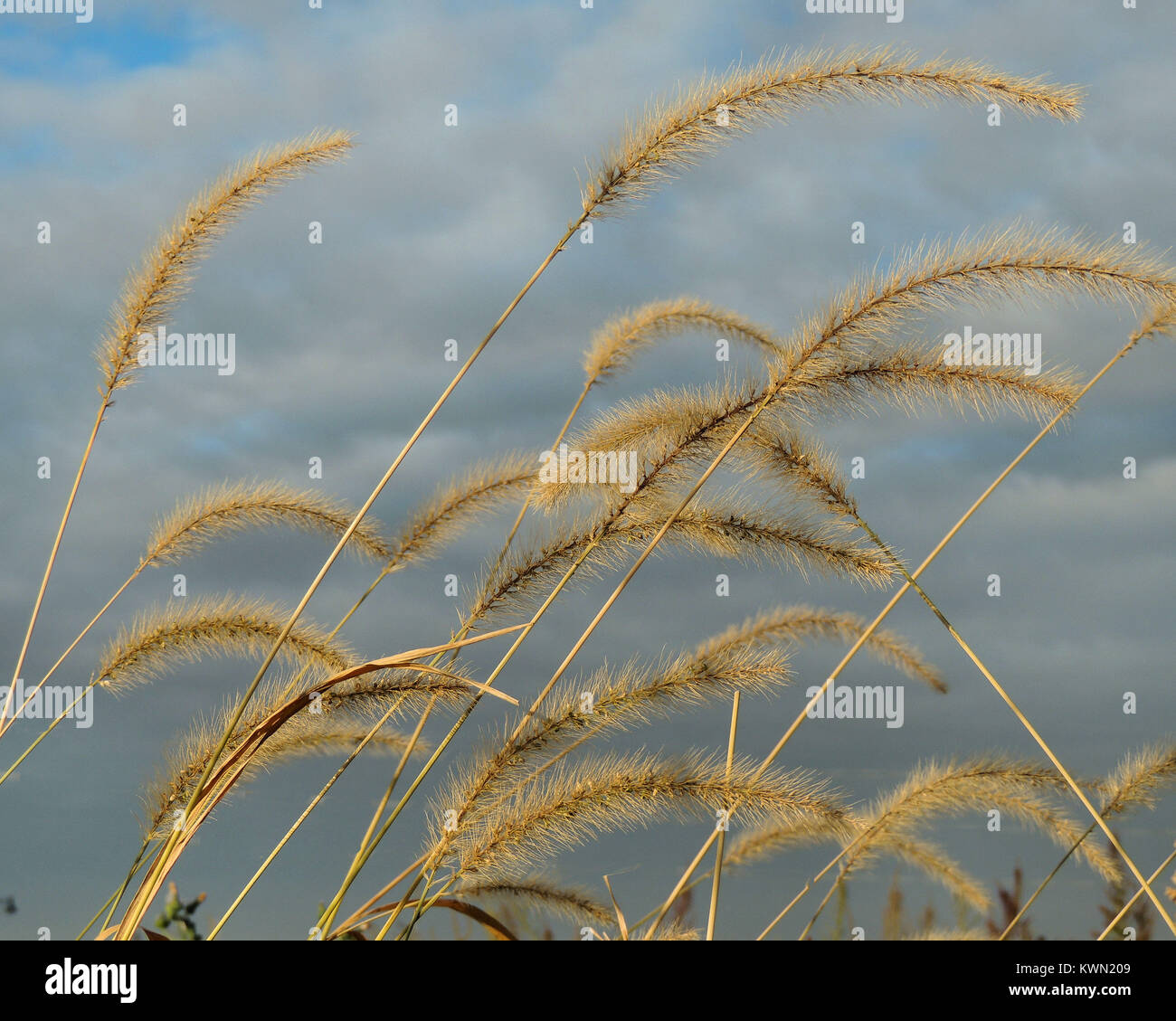 Amber grass hi-res stock photography and images - Alamy