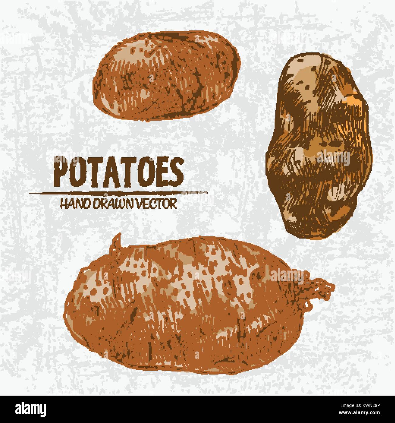 Digital color vector detailed line art golden whole potatoes closeup ...