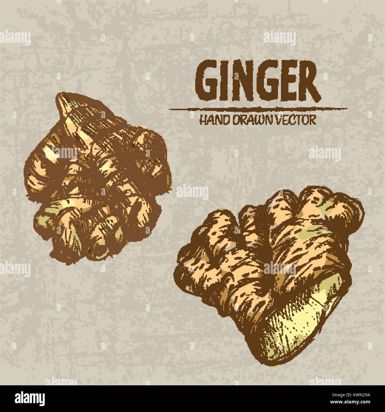 Digital color vector detailed line art golden fresh sliced and whole ...