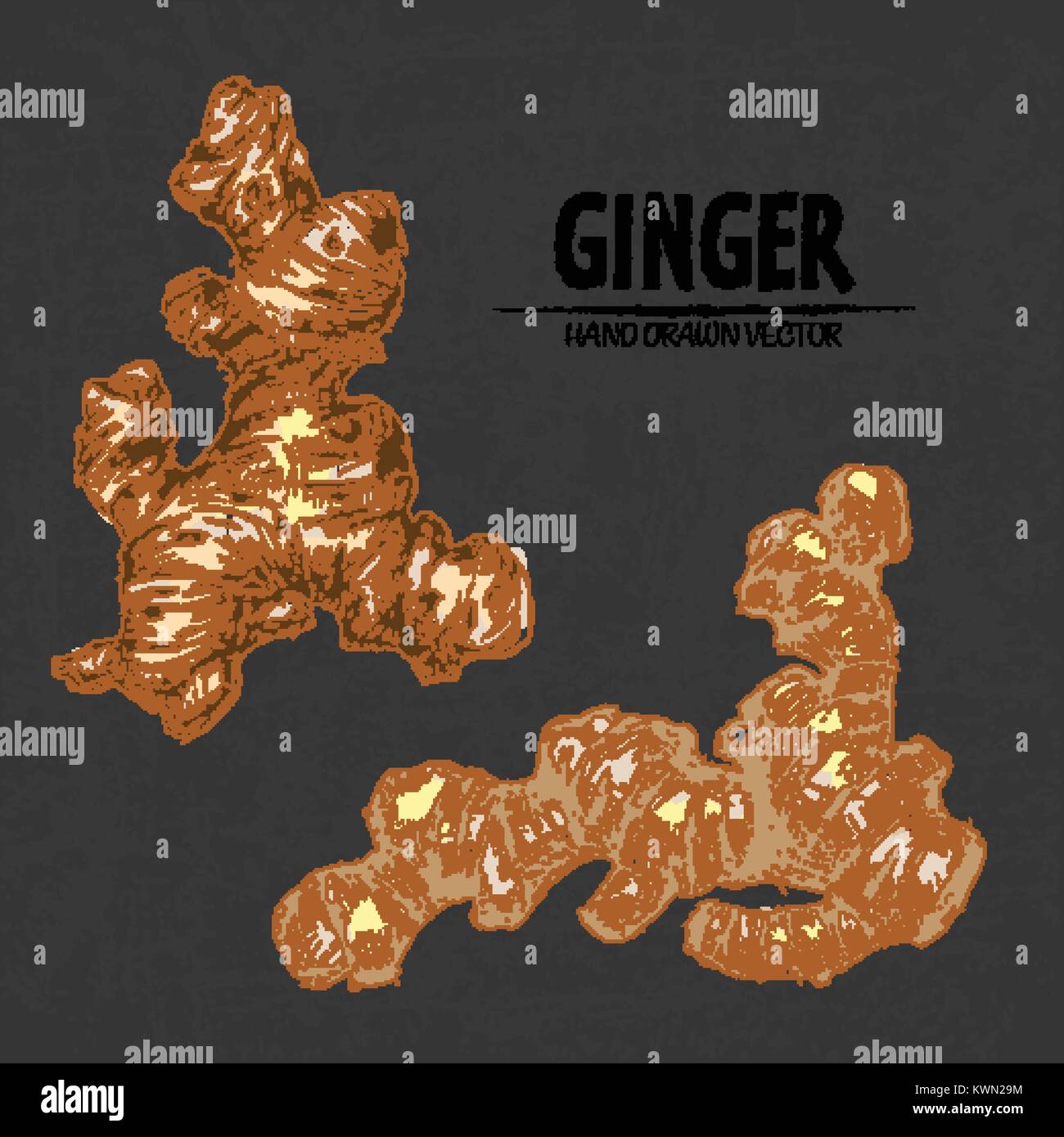 Digital color vector detailed line art golden fresh whole ginger hand ...
