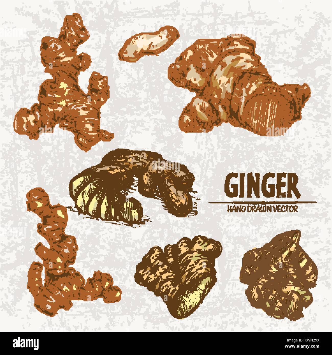 Digital color vector detailed line art golden fresh round sliced and ...