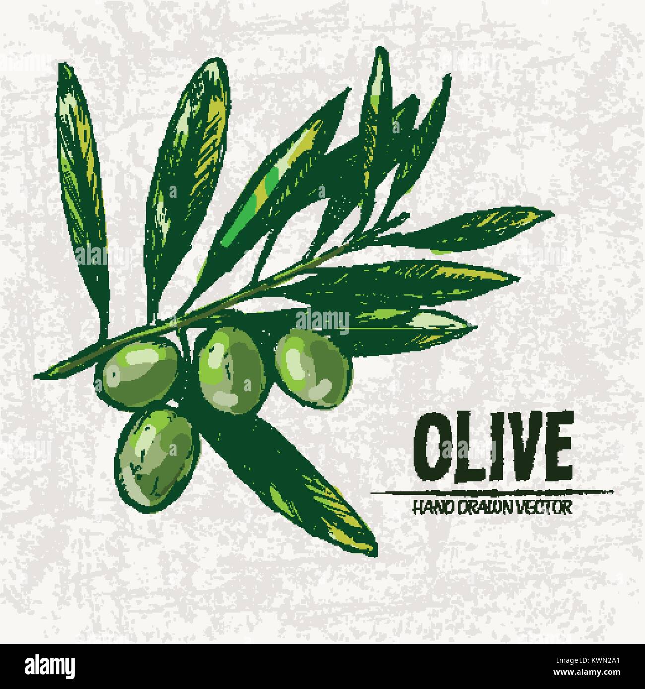 Digital color vector detailed line art fresh green olives on branches ...