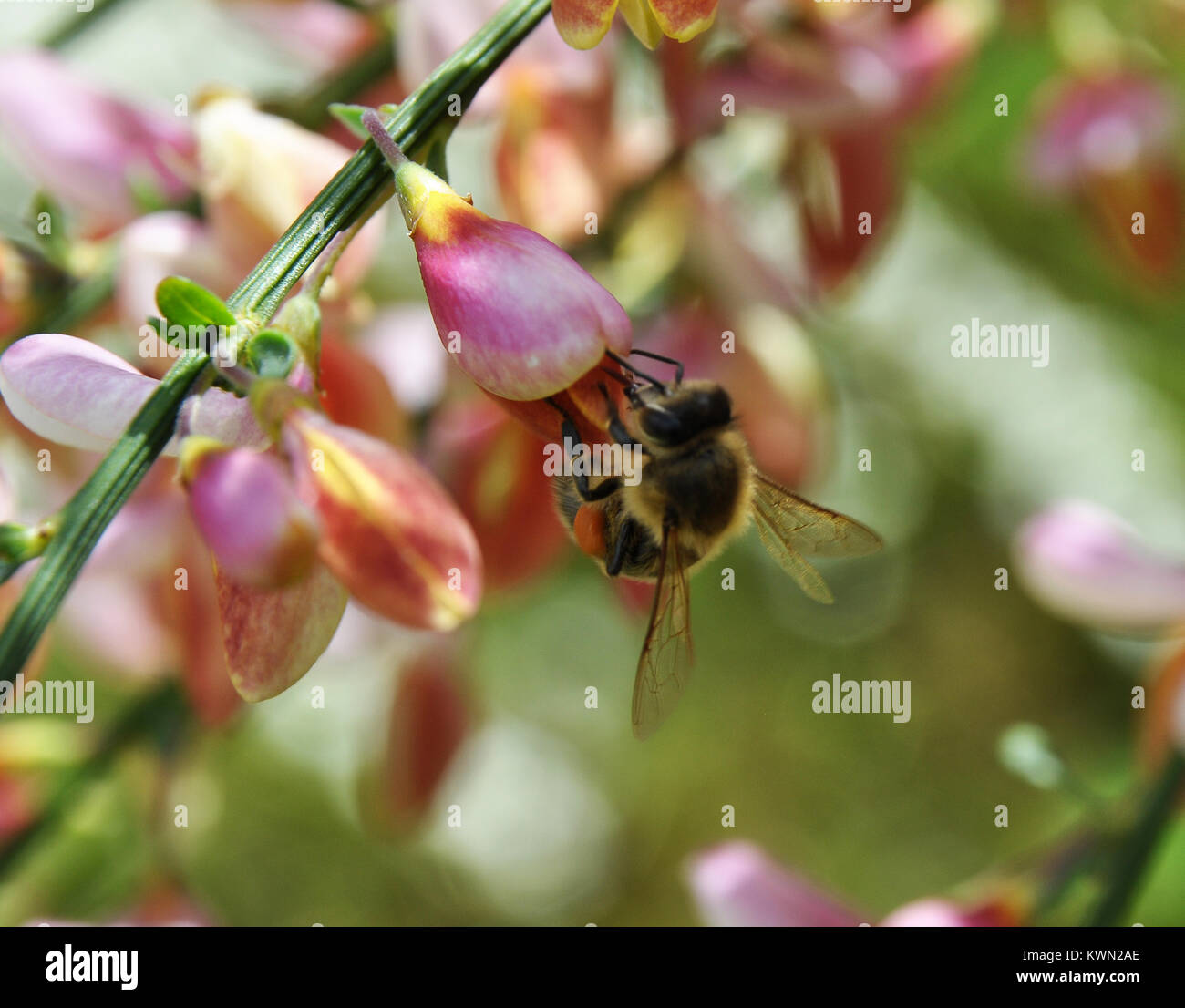Bee at pink Scotch broom Stock Photo - Alamy