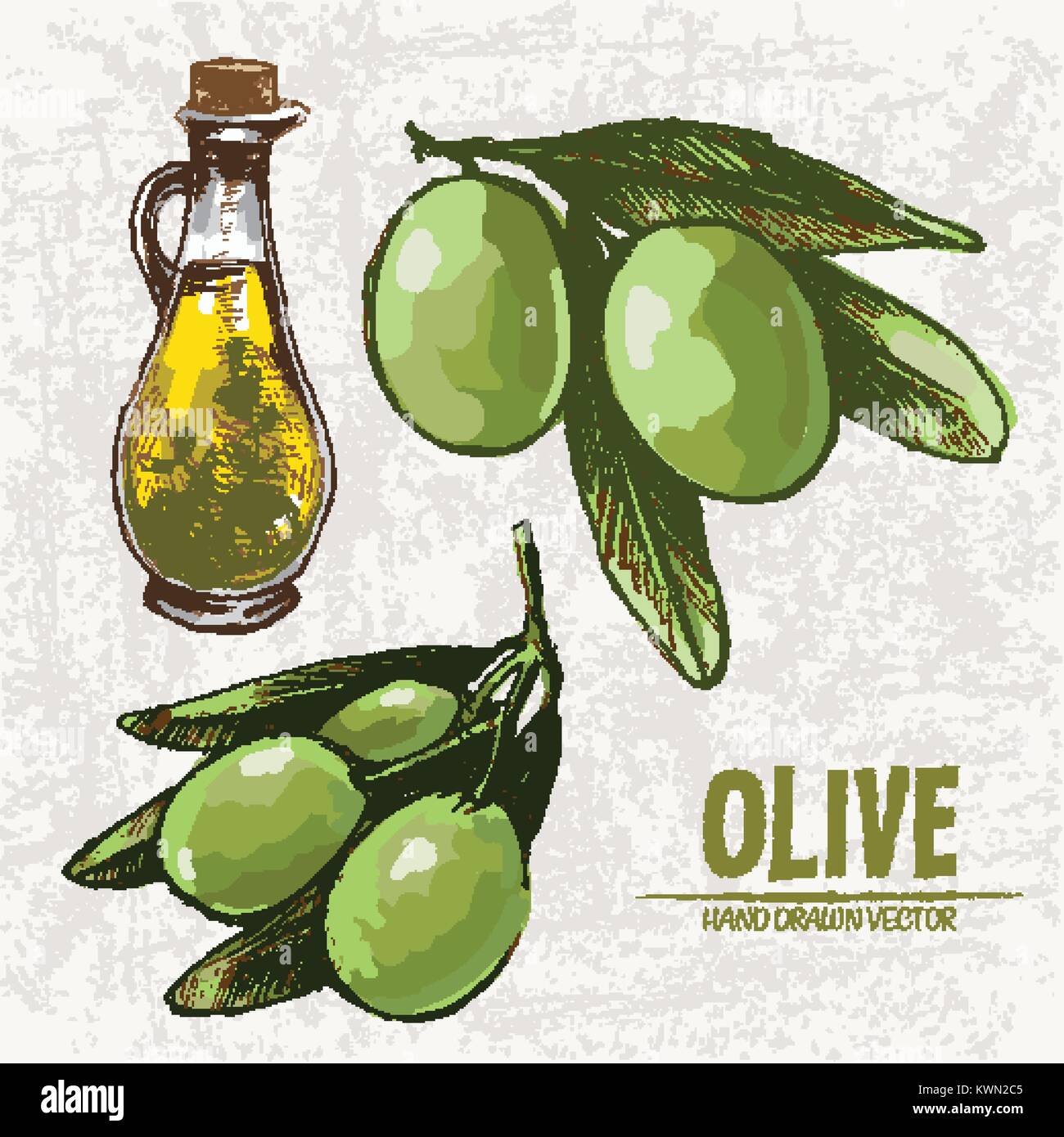 Digital color vector detailed line art fresh green olives on branches ...