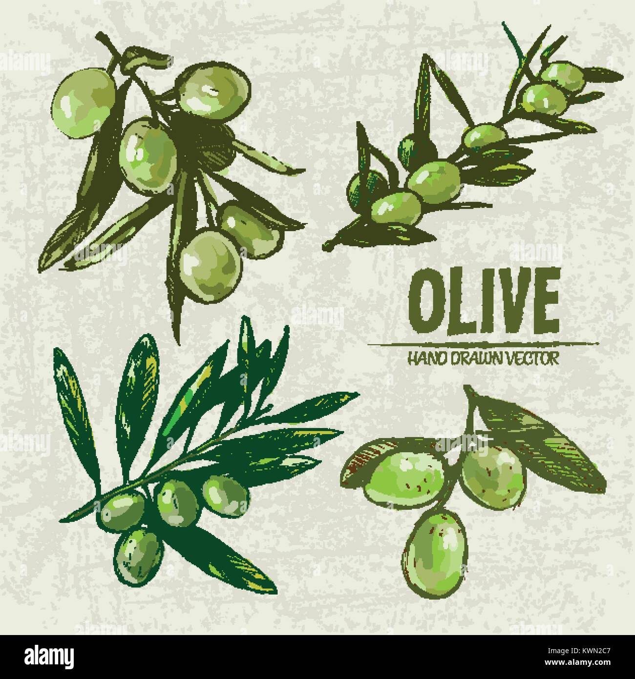 Digital color vector detailed line art fresh green olives on branches ...