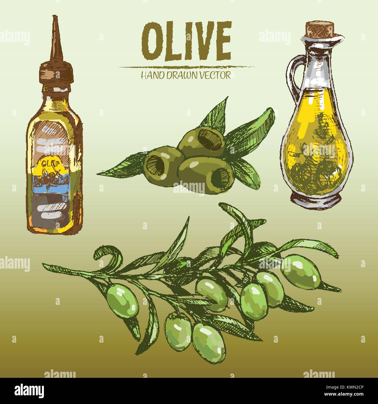 Digital color vector detailed line art fresh green olives on branches ...