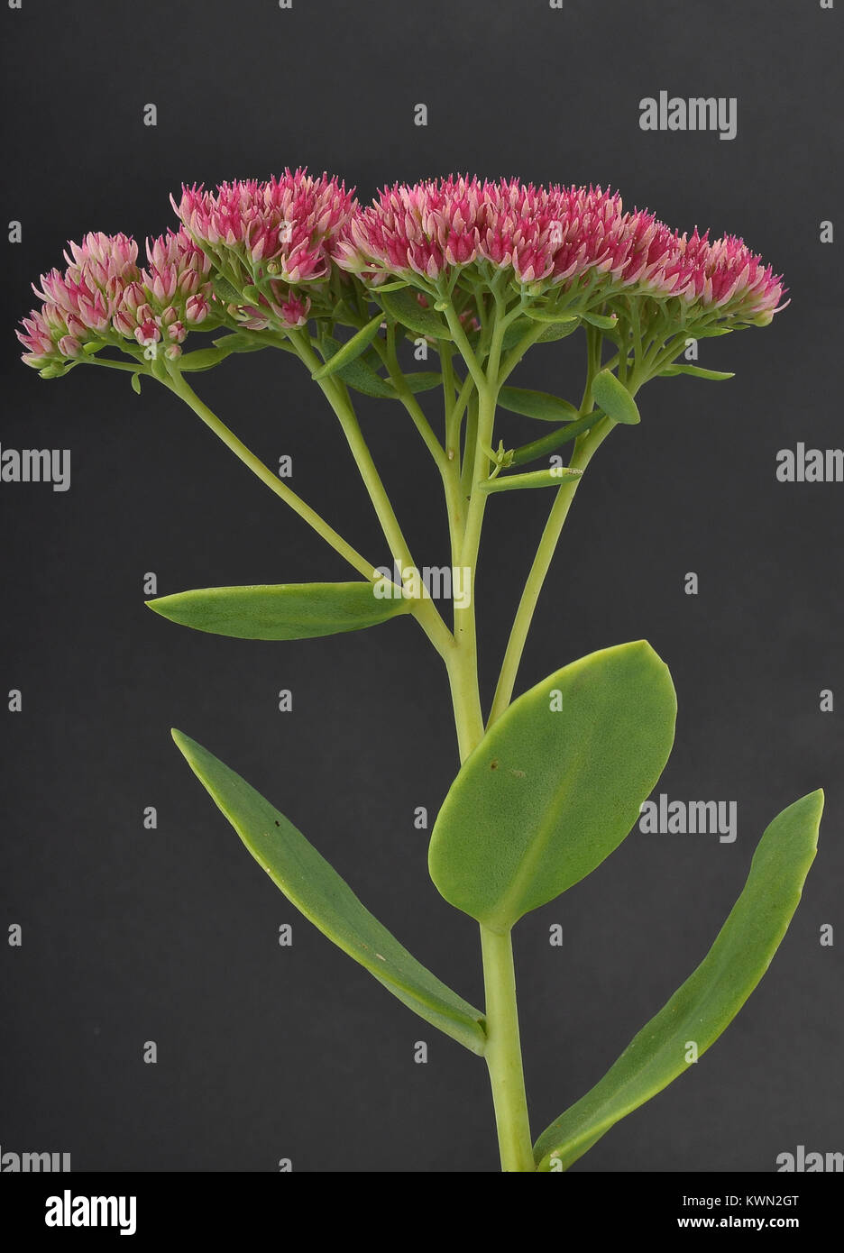 Orpine on dark background Stock Photo - Alamy