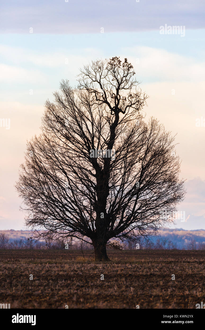 a large tree without leaves isolated on a field Stock Photo - Alamy