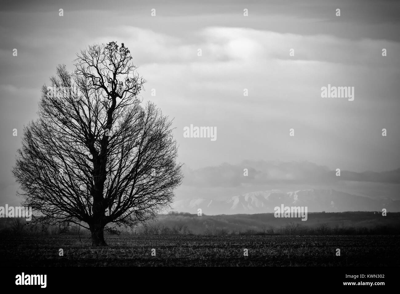 a large tree without leaves isolated on a field Stock Photo - Alamy
