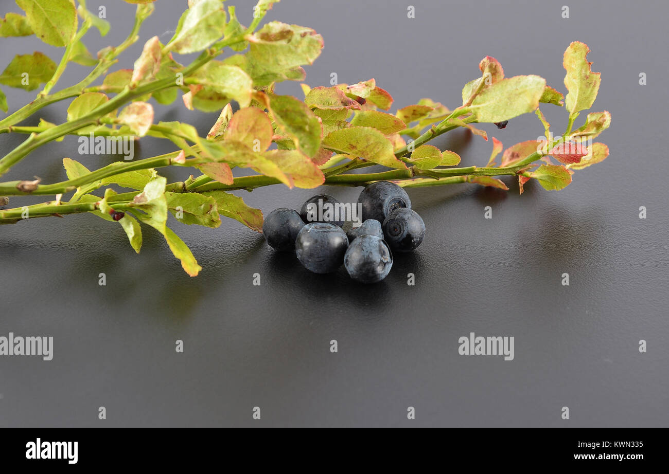 European blueberry on black Stock Photo - Alamy