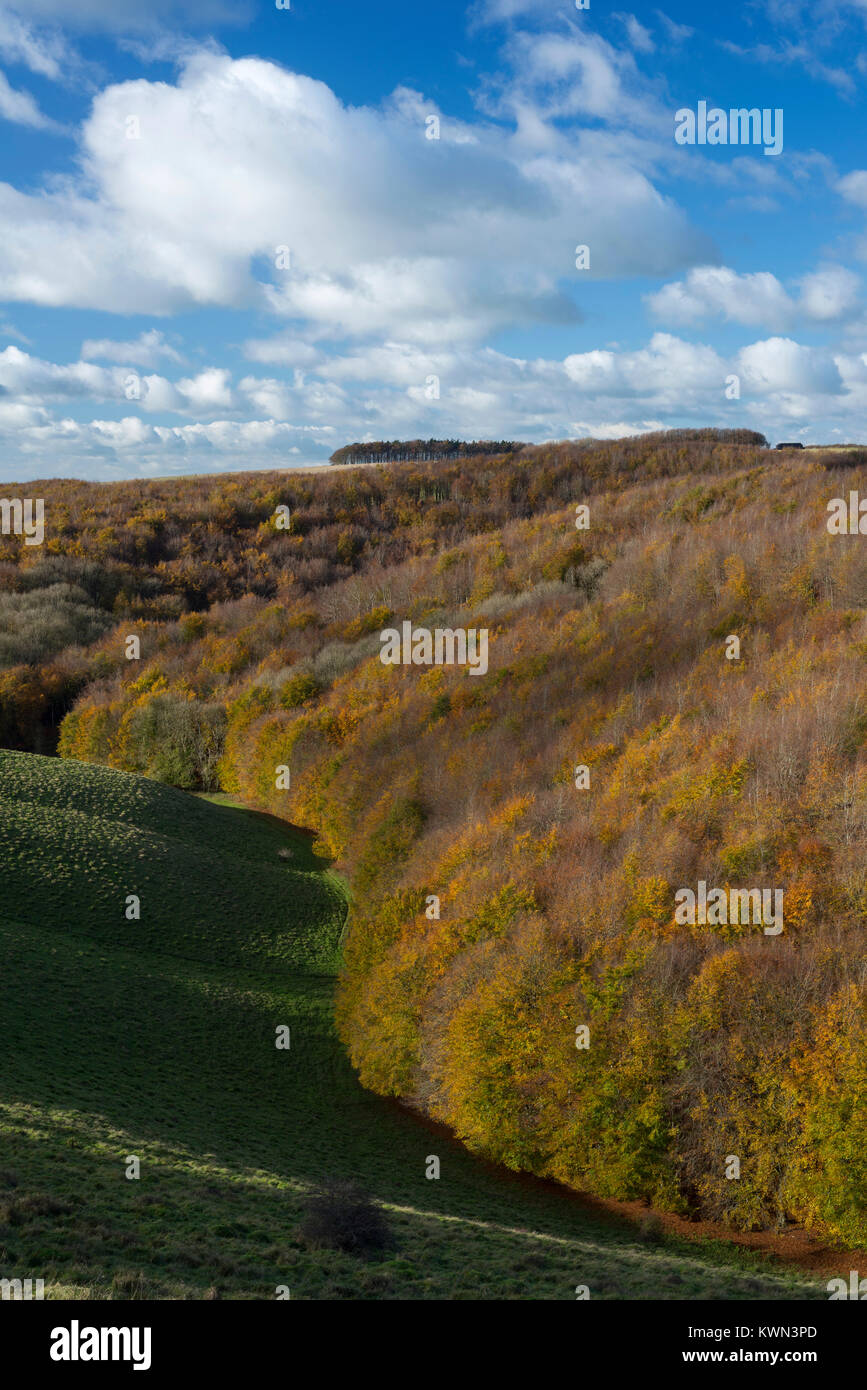 Melbury wood hi-res stock photography and images - Alamy