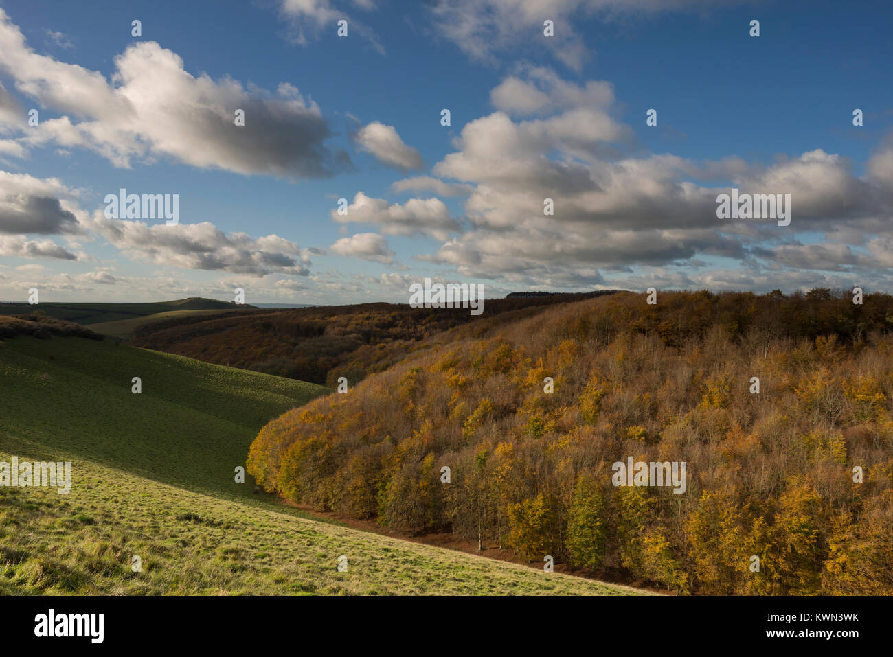 Melbury wood hi-res stock photography and images - Alamy