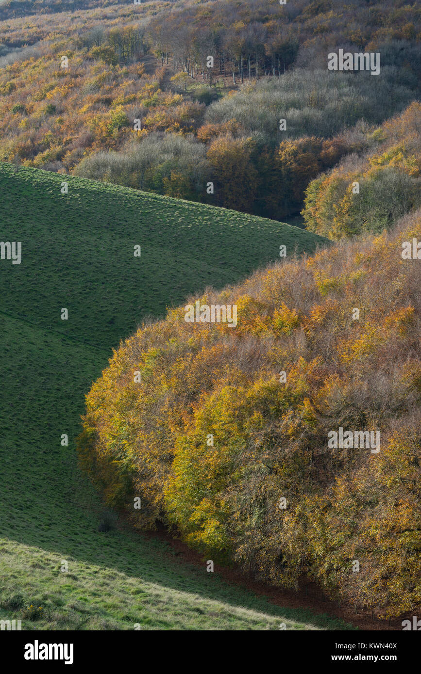 Melbury wood hi-res stock photography and images - Alamy