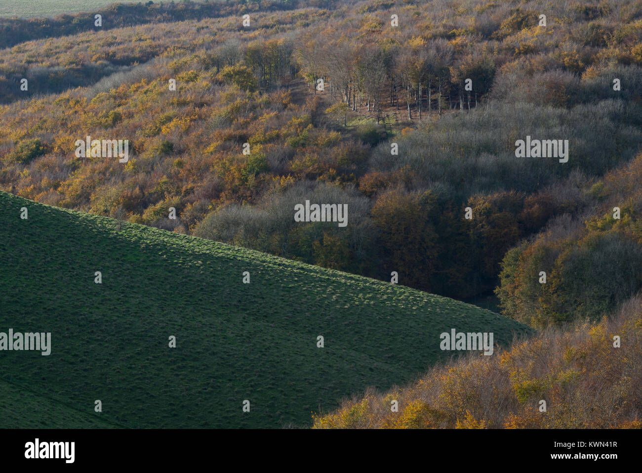 Melbury wood hi-res stock photography and images - Alamy